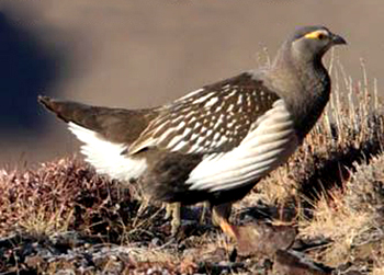 鹑族 Perdicini 蓝色动物学（中国动物学科普）
